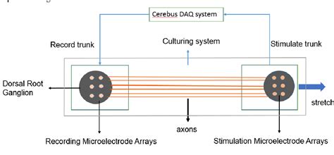 Figure 1 From A Flexible Microelectrode Array For Recording Signals Of