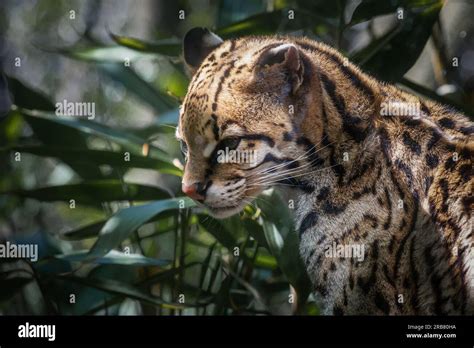Spotted Wild Cat With Striped Tail At Louis Brannan Blog