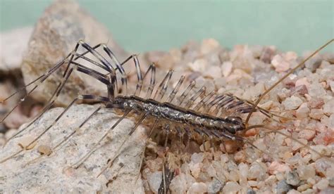 10 Types Of Centipedes In Texas With Pictures And Identification