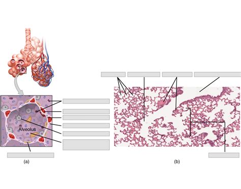 22 Respiratory Zone Structures Quiz