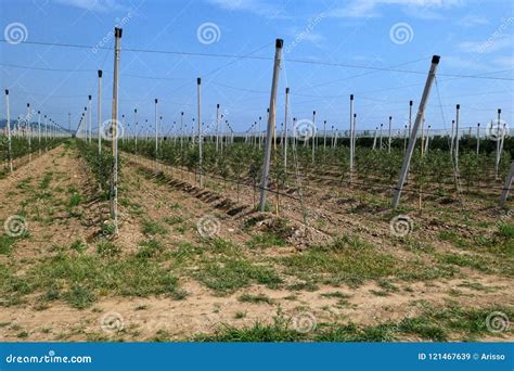 Fruit Trees Drip Irrigation Stock Image Image Of Irrigation Kiwi