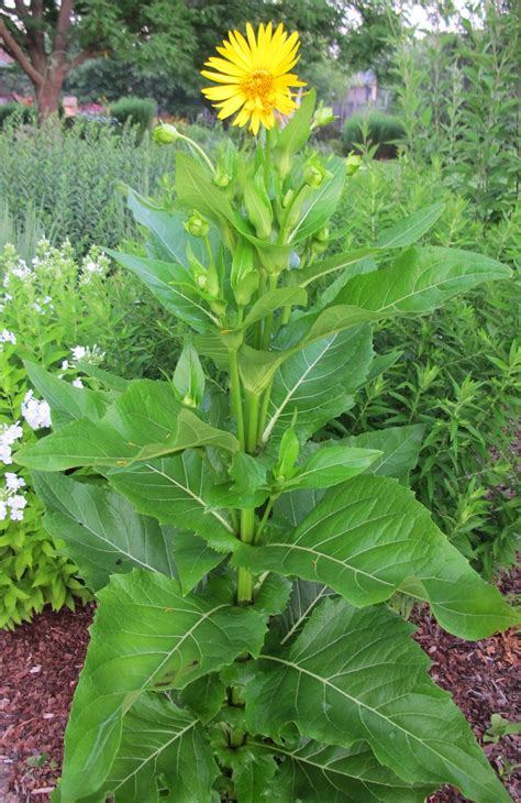 Cup Plant Invasive At Alice Fisher Blog