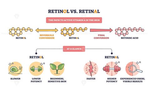 Retinol Vs Retinal Comparison Shows The Path To Active Vitamin A With