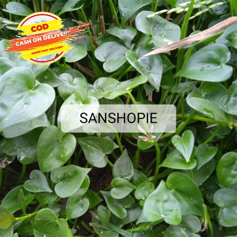 Jual Daun Eceng Sawah Segar Fresh Per 500 Gram Shopee Indonesia