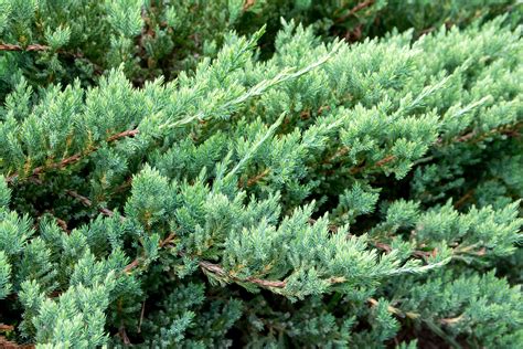 21 Evergreen Groundcovers For Every Garden Style