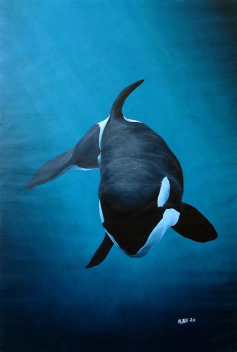 She Wolf How To Draw A Killer Whale Killer Whale Art Killer Whale