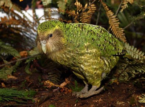 Kakapo Wallpapers Top Free Kakapo Backgrounds Wallpaperaccess