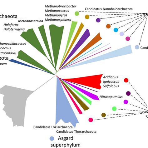 Archaeal Phylogeny Schematic Representation Of A Maximum Likelihood Download Scientific