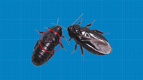 Cockroaches Eat Each Other After Sex And Heres Why