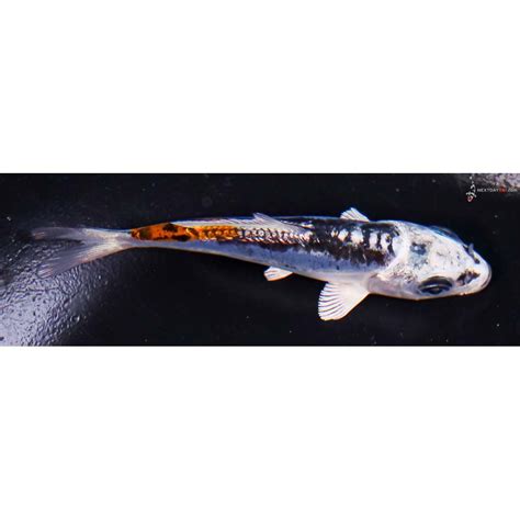 35” Imported Gin Rin Doitsu Blue Kujaku Next Day Koi