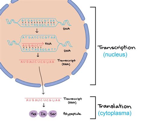 Nucleus Function Rs Science