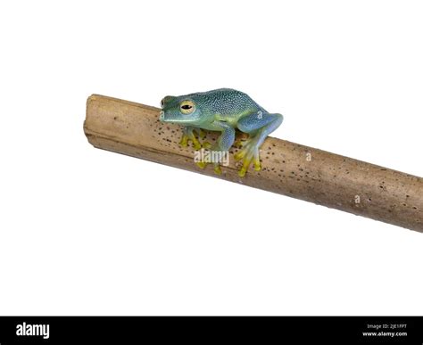 Top And Belly View Of Glass Frog Aka Cochranella Granulosa Sitting On Wooden Branch Isolated