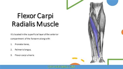 Flexor Carpi Radialis Muscle Anatomy Overview Anatomy Anatomy The