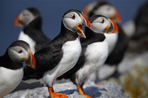 Puffin Bird