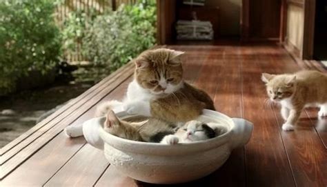 חיי חתולים ביפן