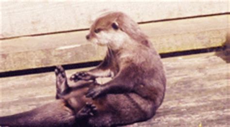 Best Quotes From Animal House Otter Quotesgram