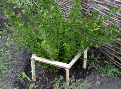 Подпорки для кустов смородины | Советы и рекомендации