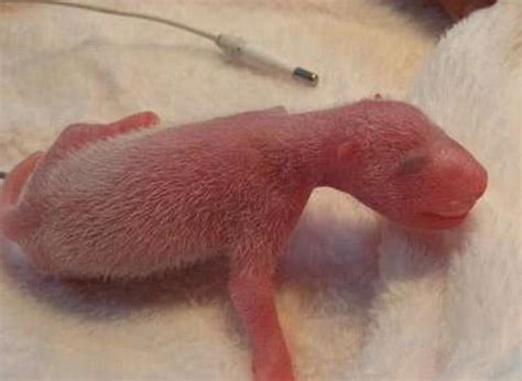 刚出生的大熊猫一点也不萌，样貌丑陋像老鼠