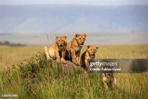 Four Lions Photos And Premium High Res Pictures Getty Images