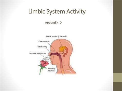 Ppt Occupational And Physical Therapy Strategies For The Classroom