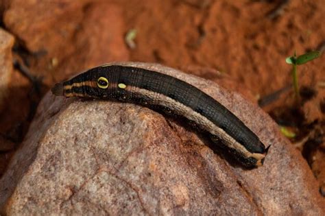 Page 13 African Millipede Images Free Download On Freepik