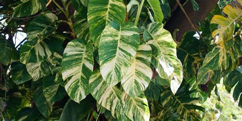 Fertilizing Your Pothos Plant What You Need To Know