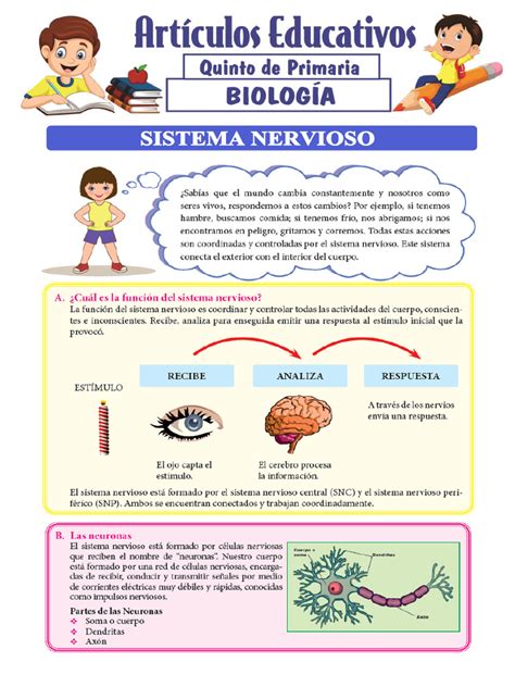 Sistema Nervioso Para Quinto De Primaria Pdf