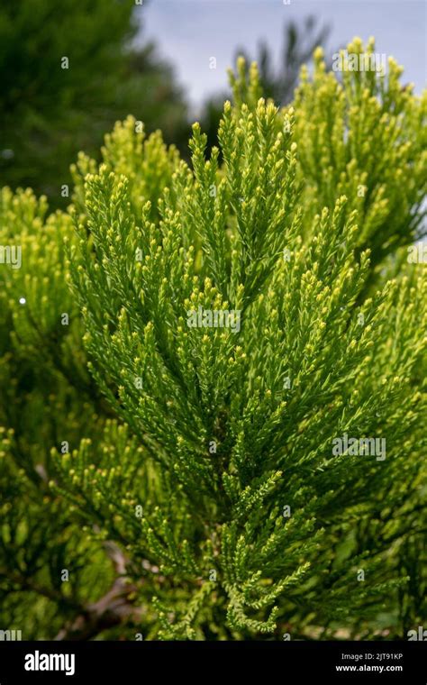 Giant Sequoia Green Leaves And Branches Sequoiadendron Giganteum Or