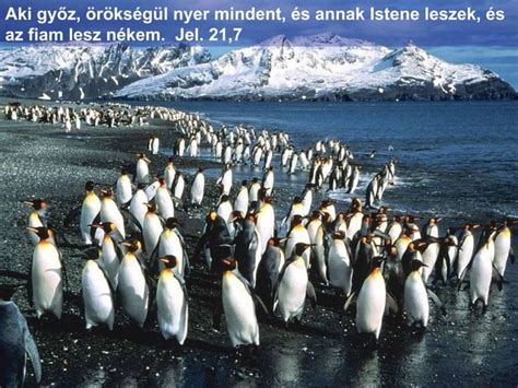 Boldog új évet Pps