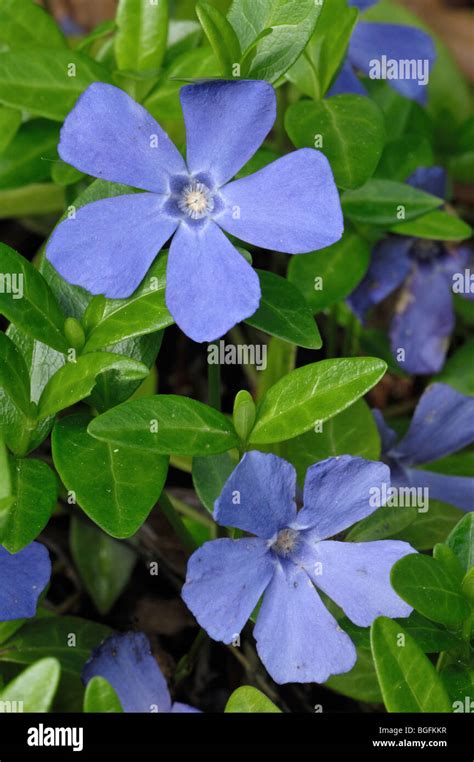 Lesser Periwinkle Dwarf Periwinkle Vinca Minor In Flower In Spring