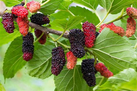 How To Draw A Mulberry Tree