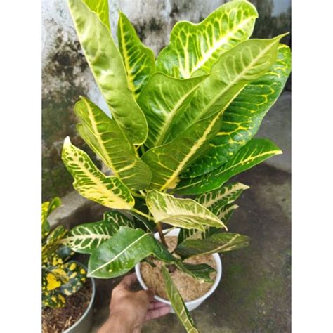 Jual Tanaman Hias Bunga Puring Koleksi Langka Berkualitas Bunga Puring Garuda Putih Shopee