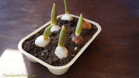 How To Grow Tulips Indoors Indoor Tulip Cultivation