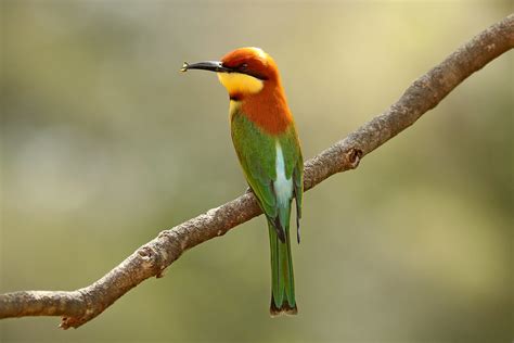 Chestnut Headed Bee Eater Merops Leschenaulti Photo Call And Song