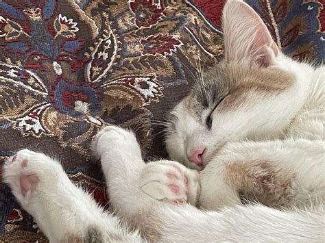 A Sleeping Dilutie Cutie Aka Phoebe A Greek Titaness Meaning Bright 🌞 R Catloversgroup