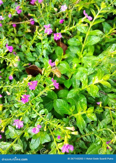 Honey Bees Sucking Nectar From Small Purple Flowers Stock Image Image