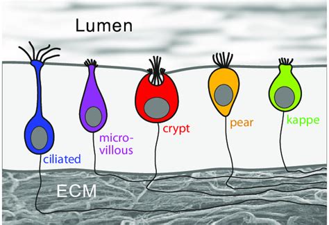 Five Populations Of Zebrafish Olfactory Sensory Neurons Like Other
