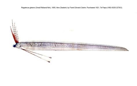 Silvery Oarfish Regalecus Glesne Rare Fish Found Beachcast