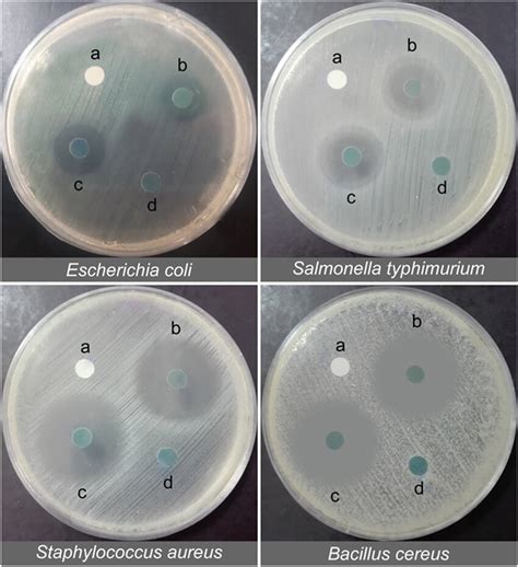 Antibacterial Disk Diffusion Tests Displaying Inhibition Zones For A