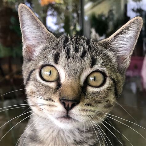 Caroline St Clair Youtube