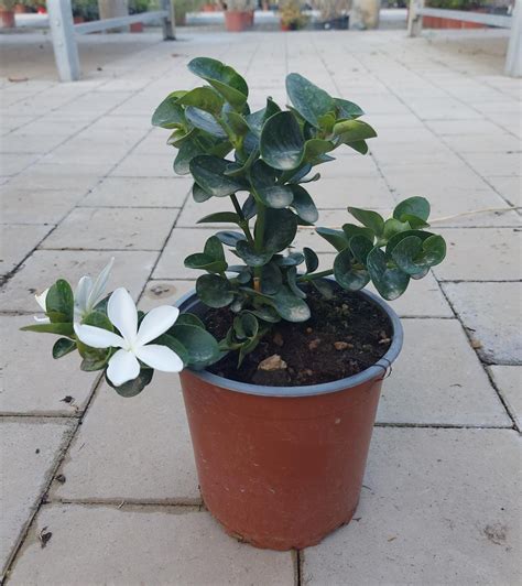 Carissa Grandiflora Garden Center Mediterraneo