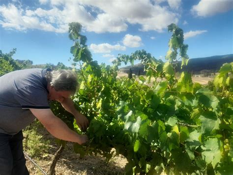 Señorío De Sarría Inicia Una De Las Vendimias Más Precoces De Su Historia Mundo Vino