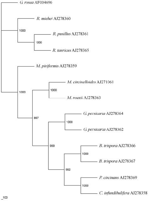 The Most Parsimonious Phylogenetic Tree Obtained With The Program