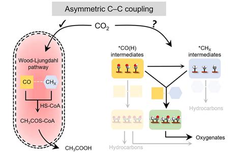 C C Coupling Image Eurekalert Science News Releases