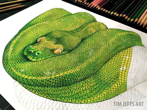 Green Tree Python Drawing Process Pic 4
