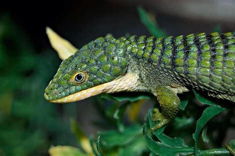 Abronia Graminea Mexican Alligator Lizard