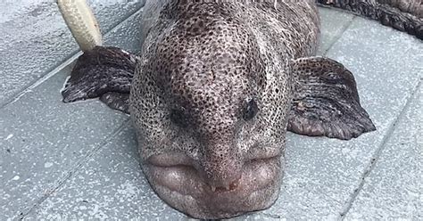 Yellow Eel Album On Imgur