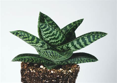 Flat Leaf Gasteria Care Your Complete Succulent Guide