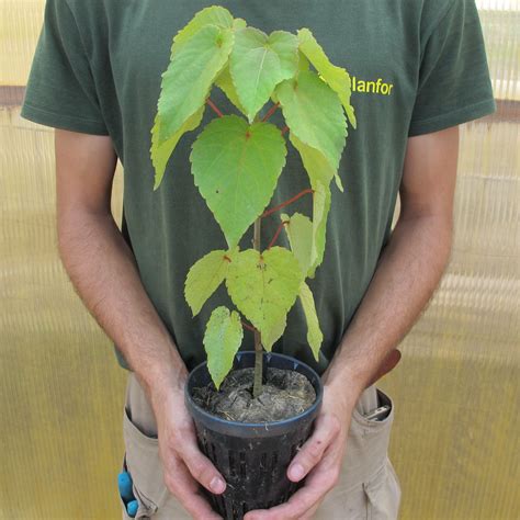 Igiri Tree Buy Igiri Tree Idesia Polycarpa