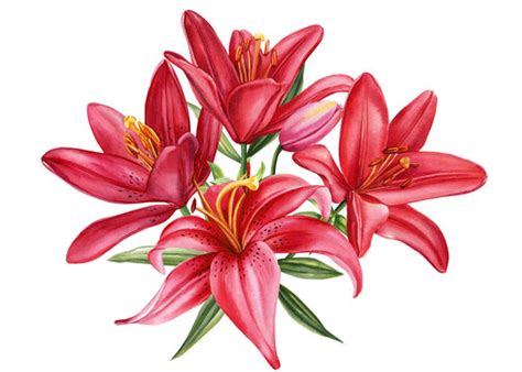 รูปภาพlillium เลือกดูภาพถ่ายสต็อก เวกเตอร์ และวิดีโอ128645 Adobe Stock